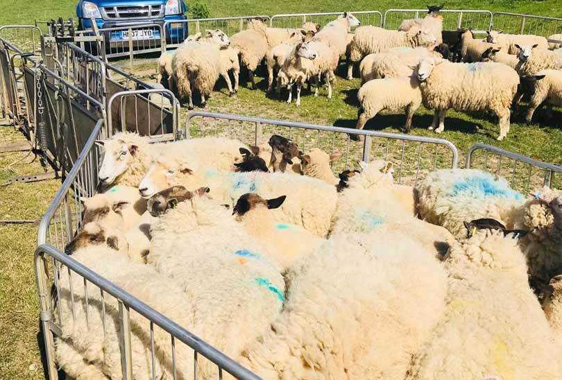 Diary of a Sheep Farmer - Tom Wheeler - Part One – Fussels Fine Foods