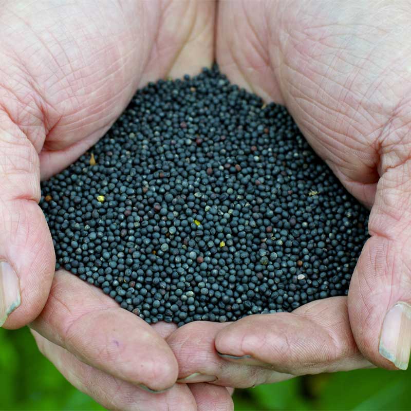 Somerset Cold Pressed Rapeseed Oil – 5 Litre Container – Fussels Fine Foods